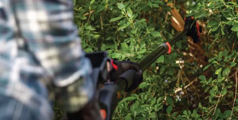 9 Pole Saw Cutting Techniques for Beginners - PoleSawGuide