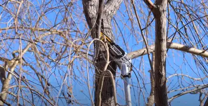 9 Pole Saw Cutting Techniques for Beginners - PoleSawGuide